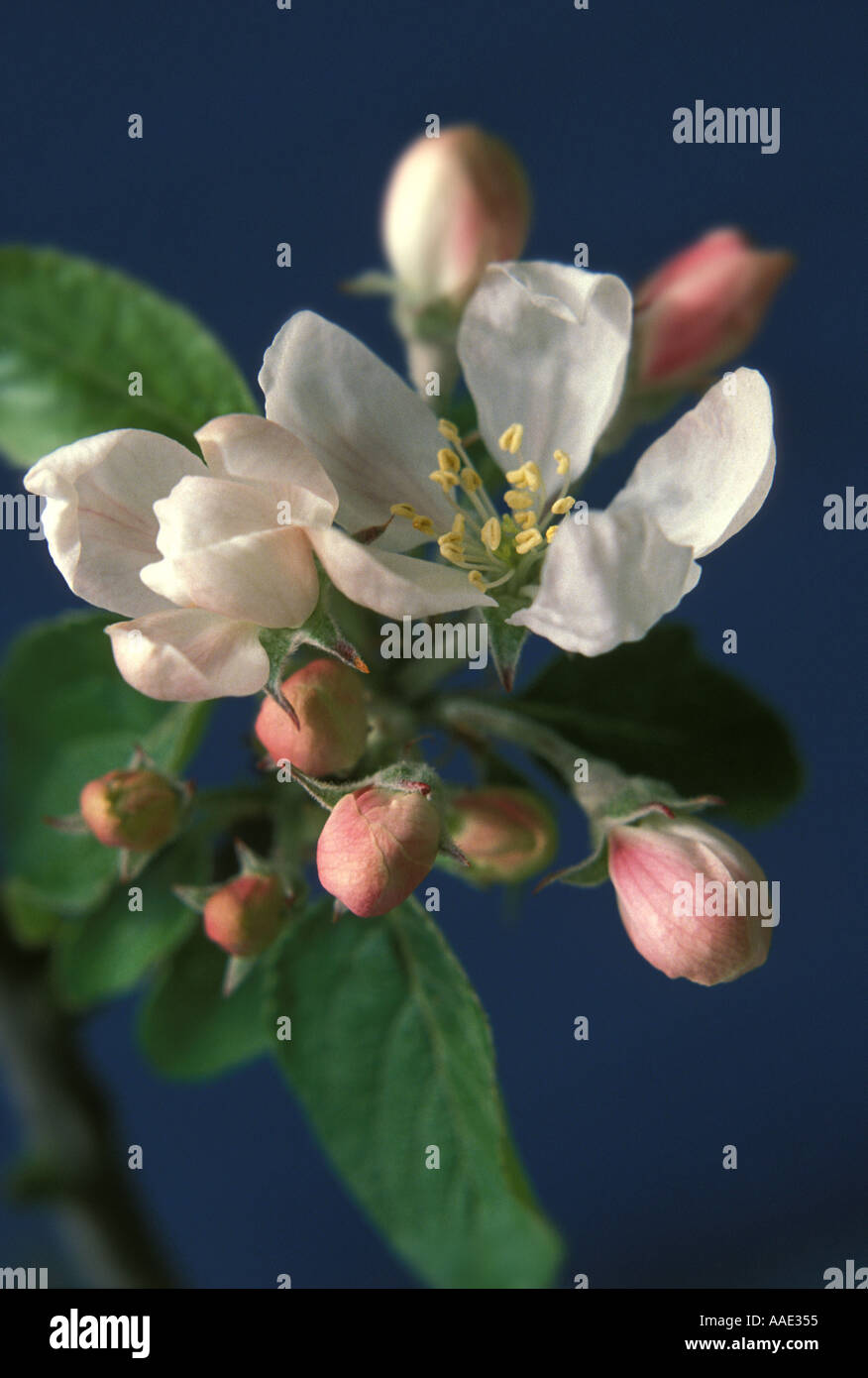 Worcester pearmain apple tree hi-res stock photography and images - Alamy