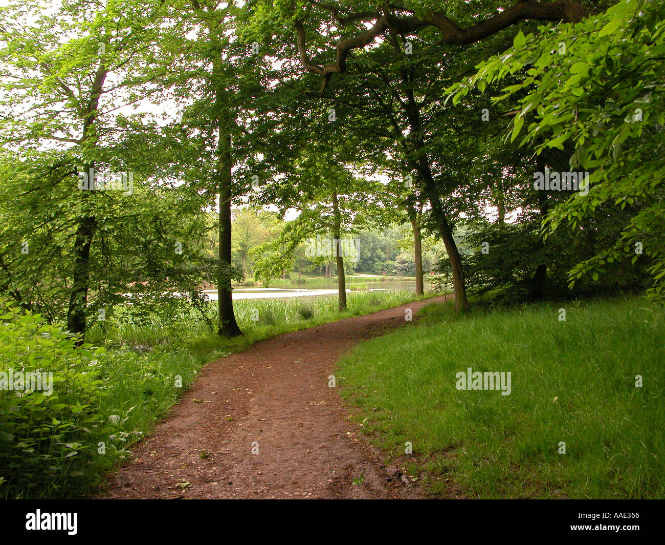 forrest path lake Stock Photo - Alamy