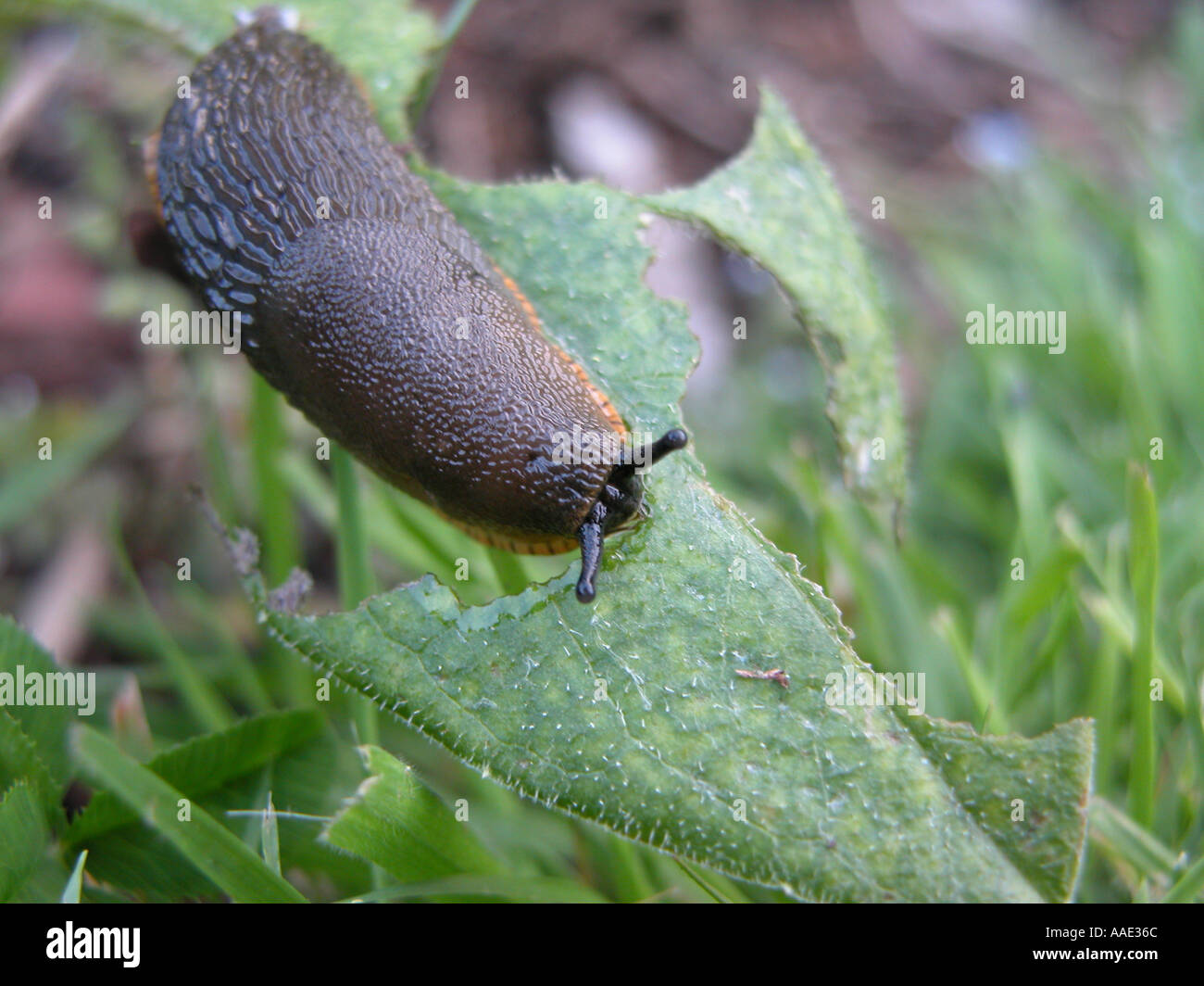 Tongue eating parasite hi-res stock photography and images - Alamy