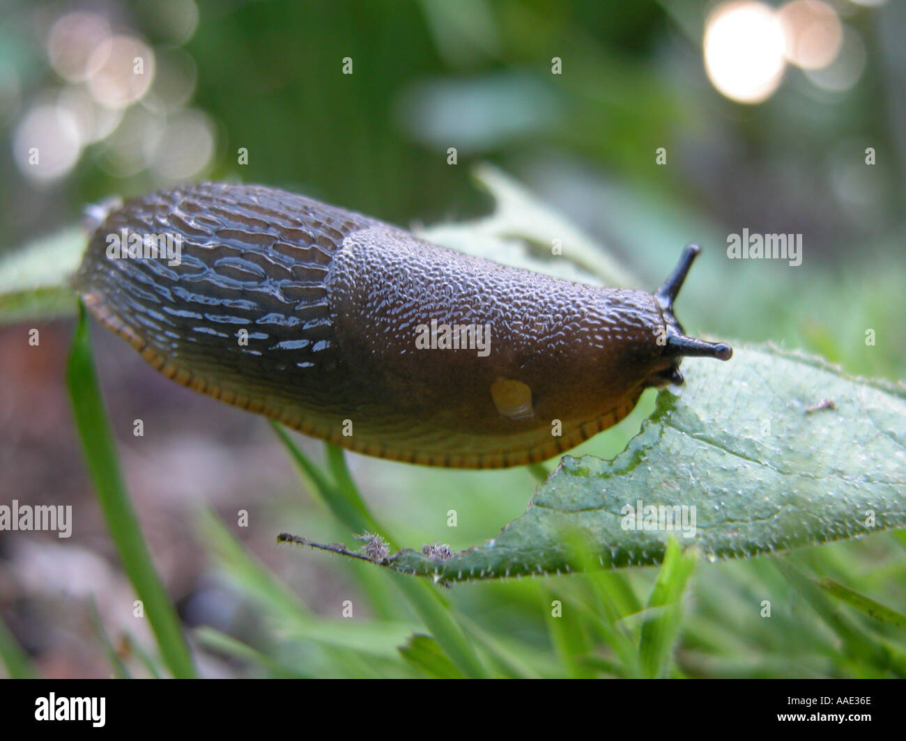 Tongue eating parasite hi-res stock photography and images - Alamy
