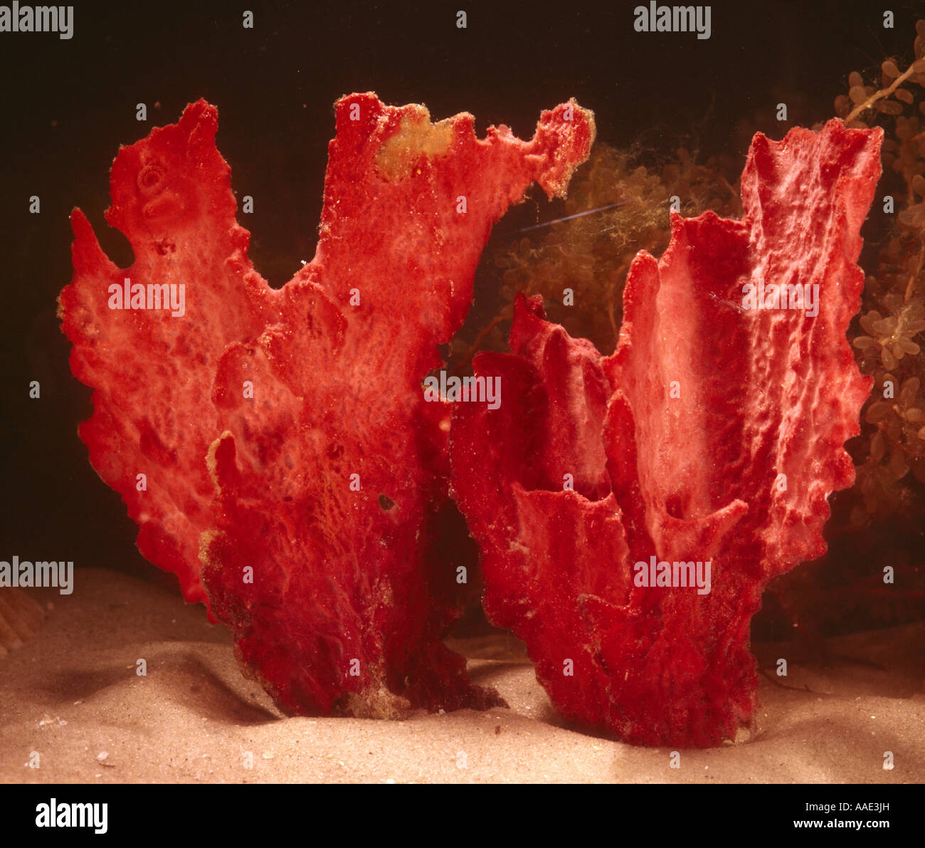 SPONGE MICROCIONA STUDIO Stock Photo - Alamy