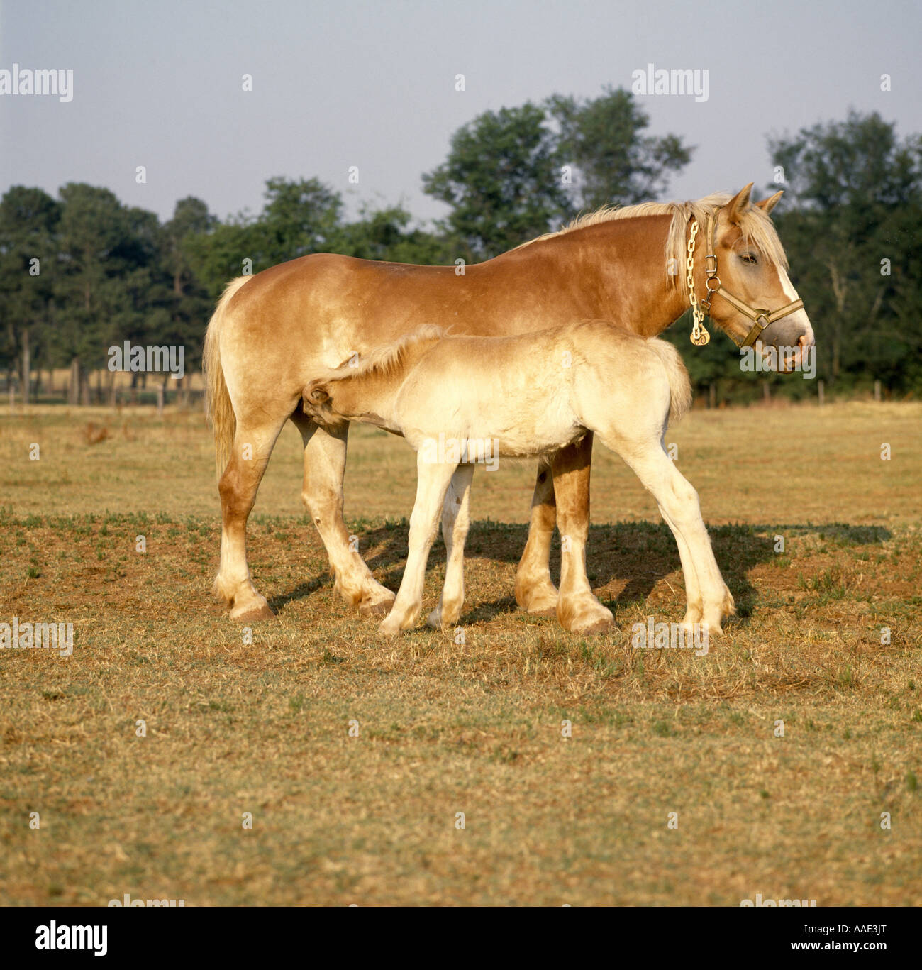 Baby Belgian Horse