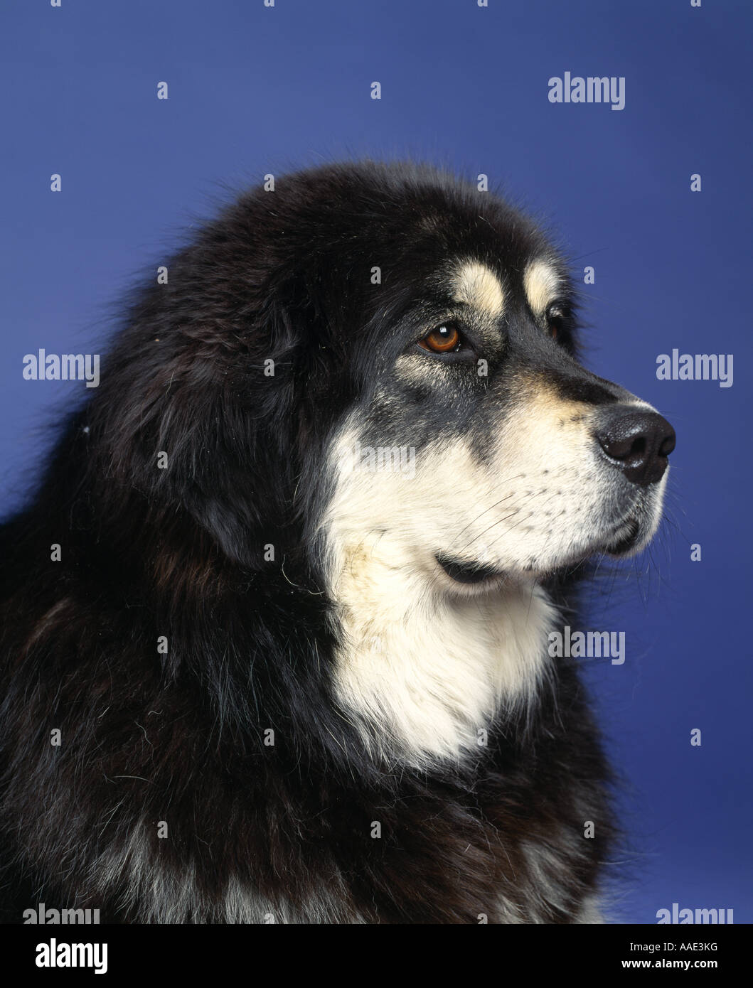 TIBETAN HIGHLAND MASTIFF TRIS STUDIO Stock Photo - Alamy