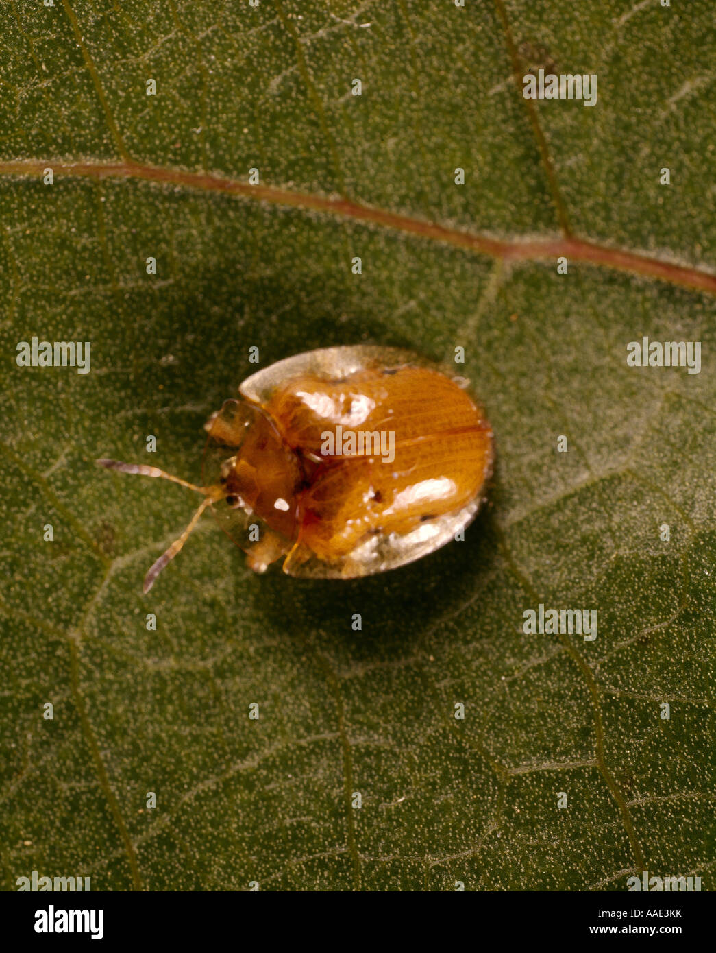 Gold bug hi-res stock photography and images - Alamy