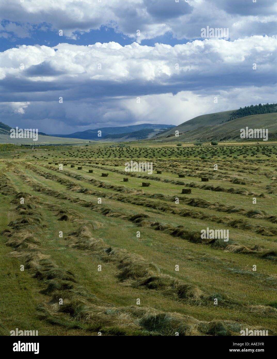MOUNTAIN HAY NEAR CHOCHETOPA PASS RT 114 COLORADO Stock Photo - Alamy