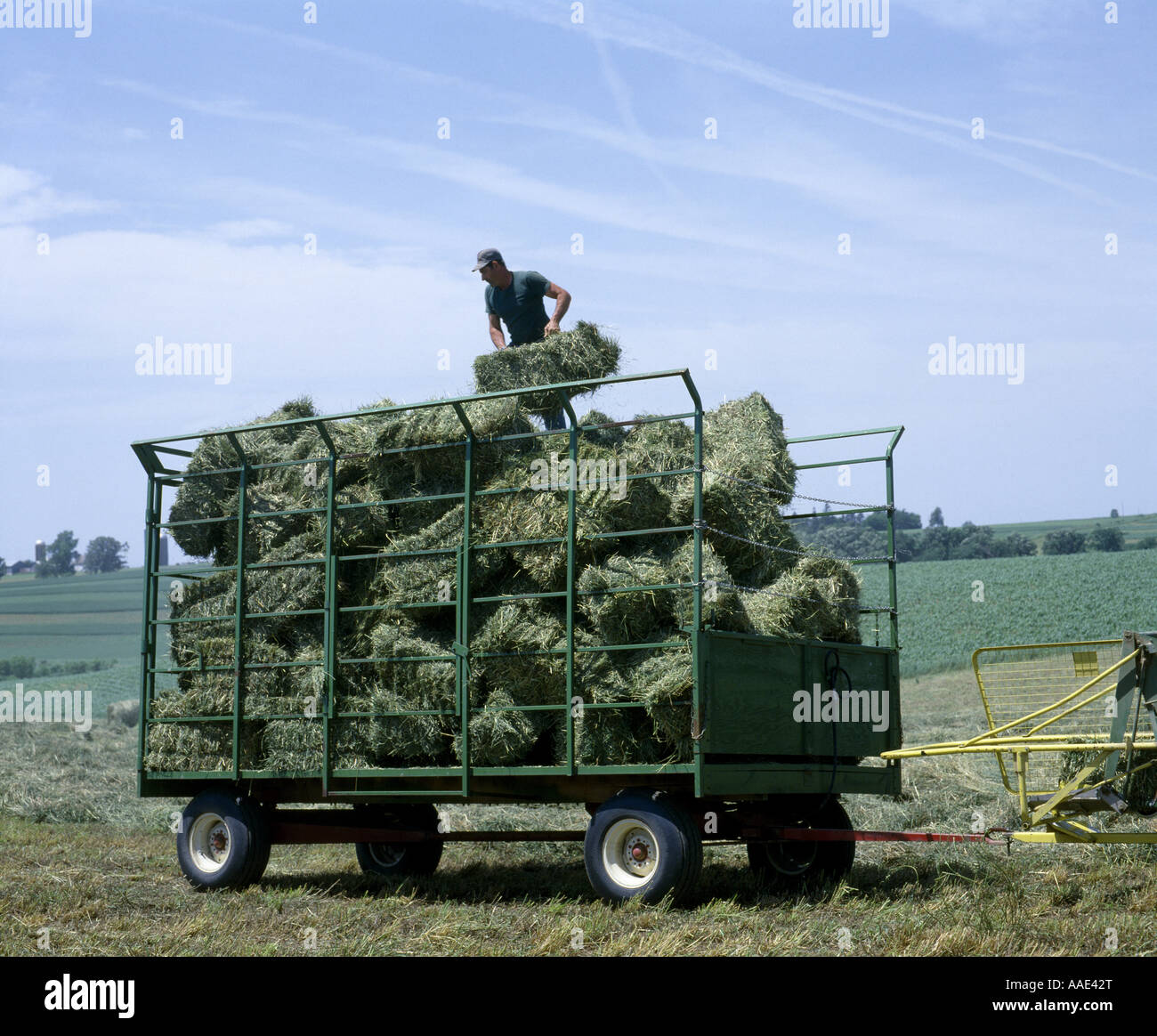 Orchard grass hay hi-res stock photography and images - Alamy