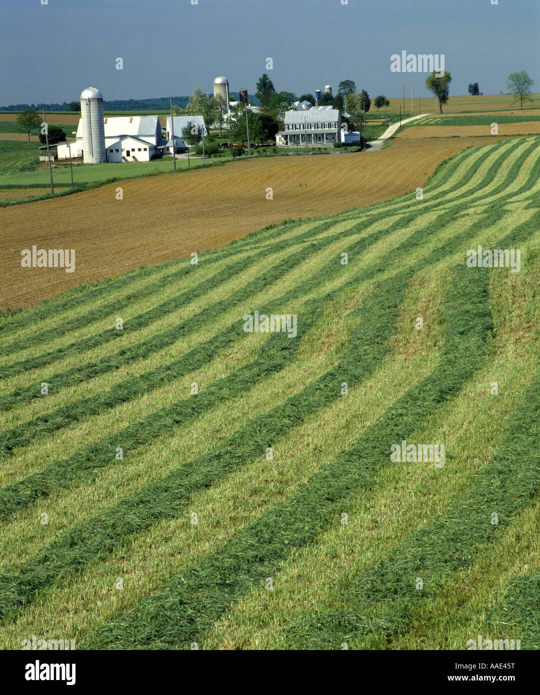 ALFALFA ORCHARD GRASS ON SWATH LEBANON PA 17042 Stock Photo - Alamy