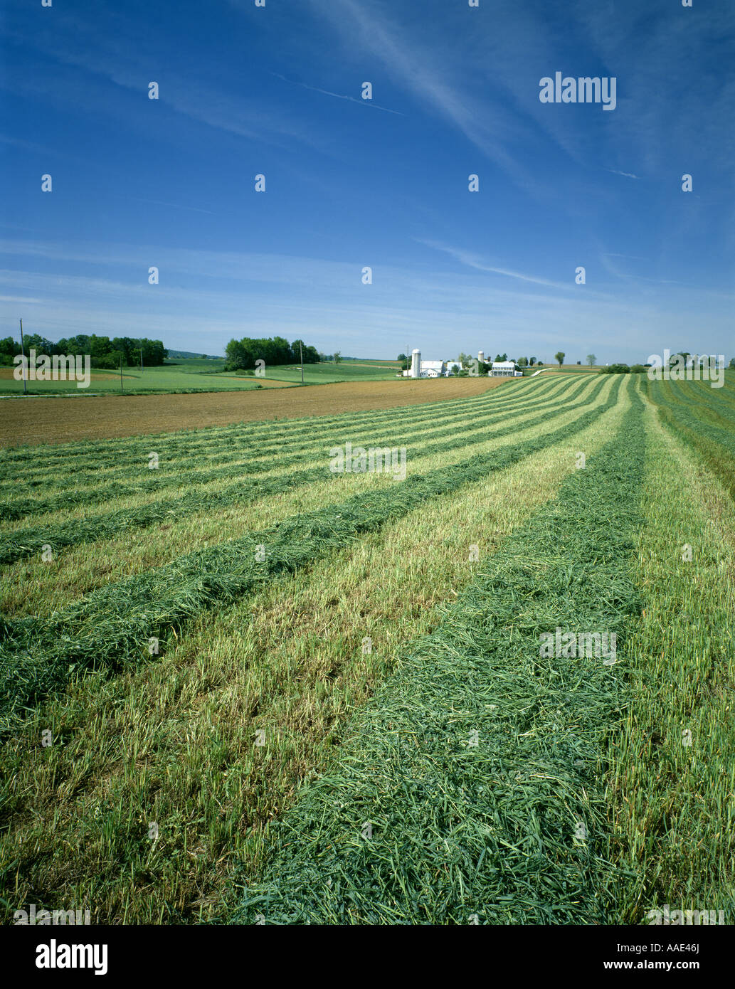 Orchard grass hay hi-res stock photography and images - Alamy
