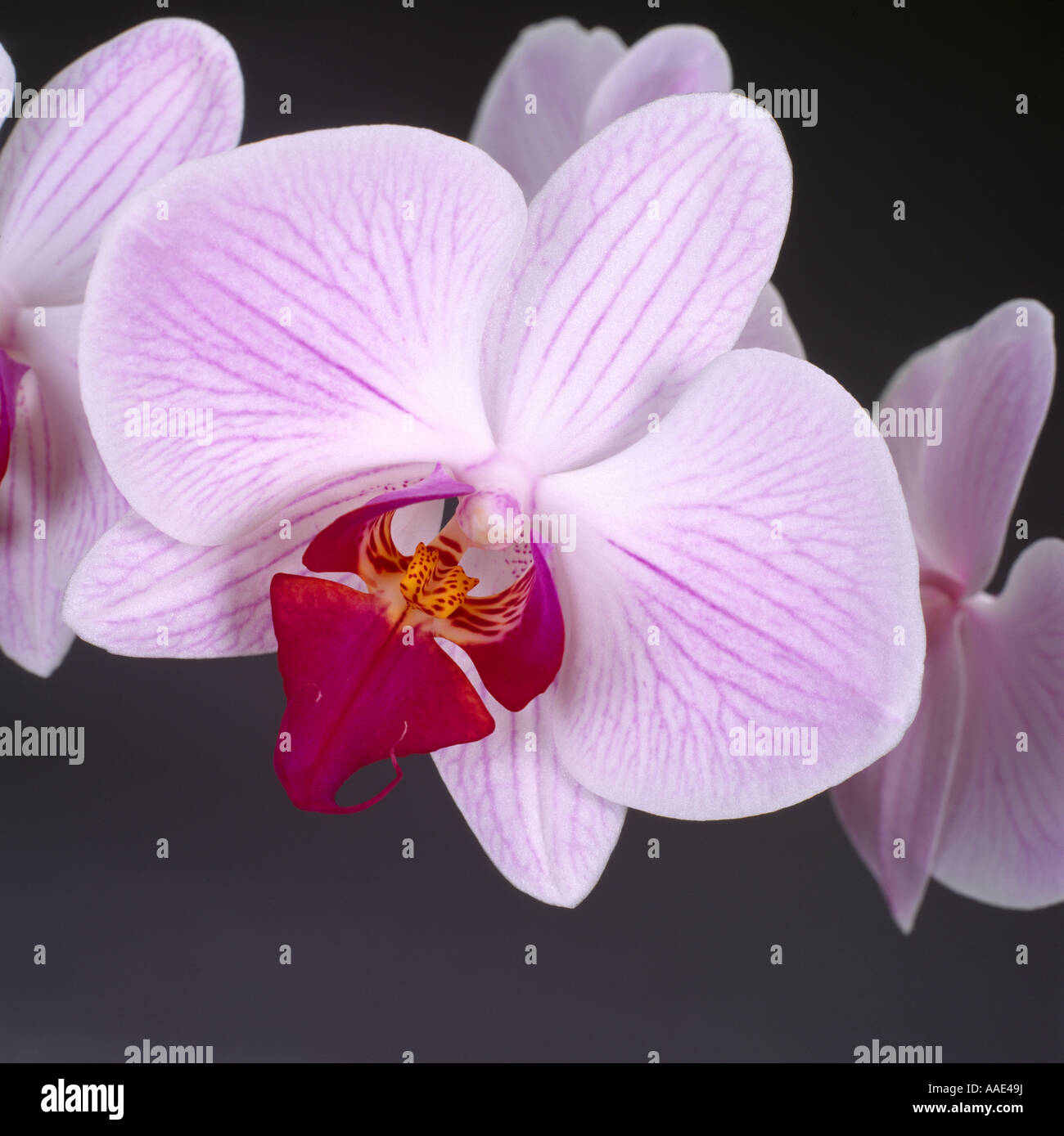Orchid plants anatomy hi-res stock photography and images - Alamy
