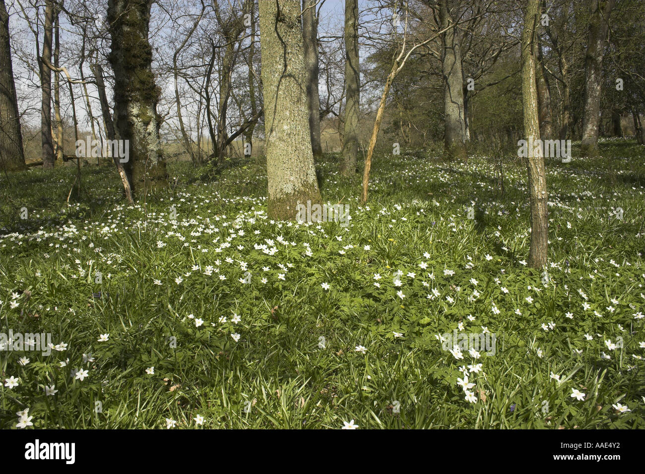 An English woodland scene in spring time - West Sussex, England, UK ...
