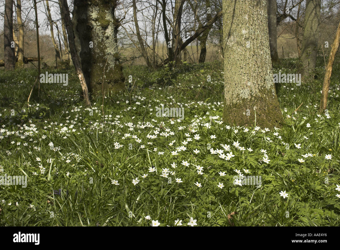 An English woodland scene in spring time - West Sussex, England, UK ...