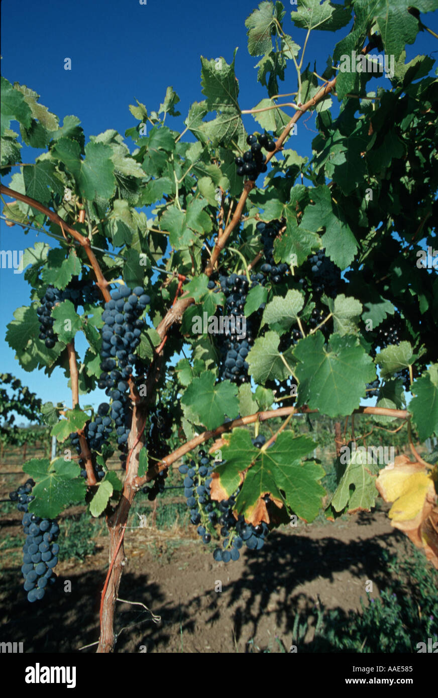 Grapes ripening on vine in Barossa Valley South Australia Stock Photo ...