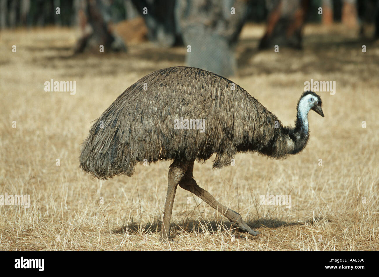 Emu in South Australia Stock Photo - Alamy