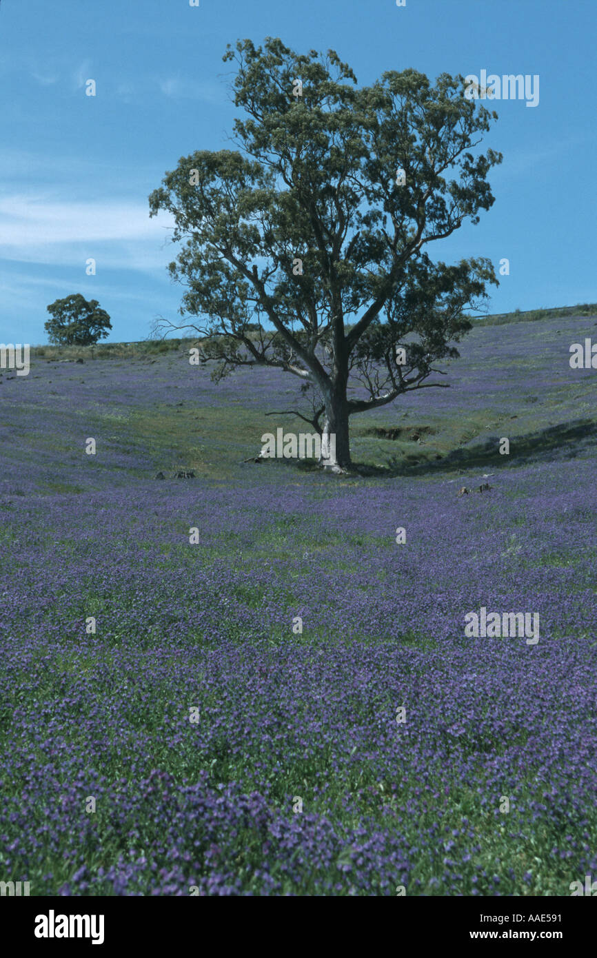 Tree in field of wildflowers in South Australia Stock Photo - Alamy
