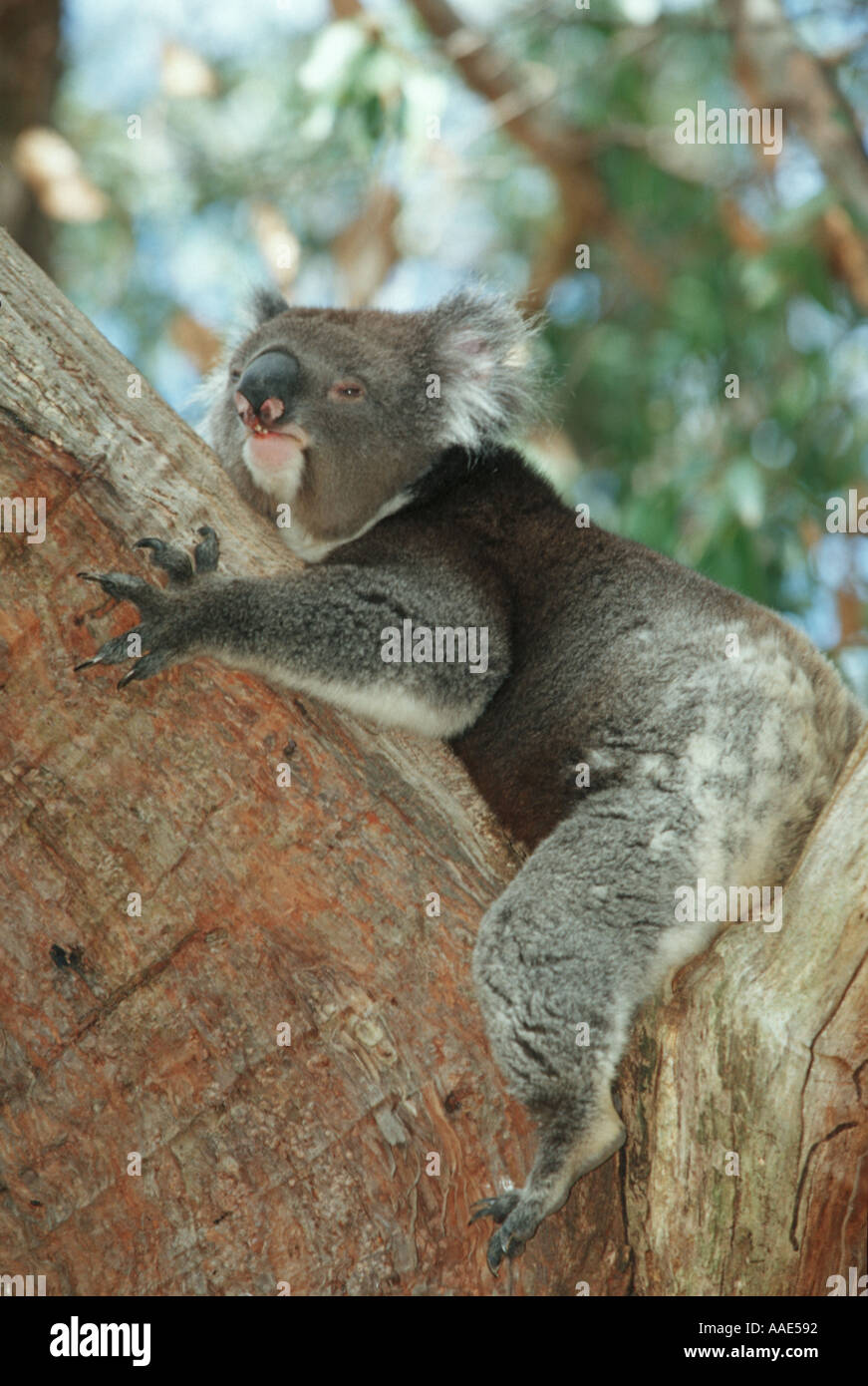 Koala in tree South Australia Stock Photo - Alamy