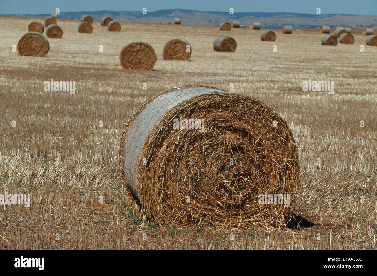 Hay bales australia hi-res stock photography and images - Alamy