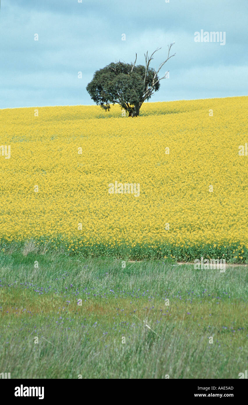 Lone tree in canola crop South Australia Australia Stock Photo - Alamy