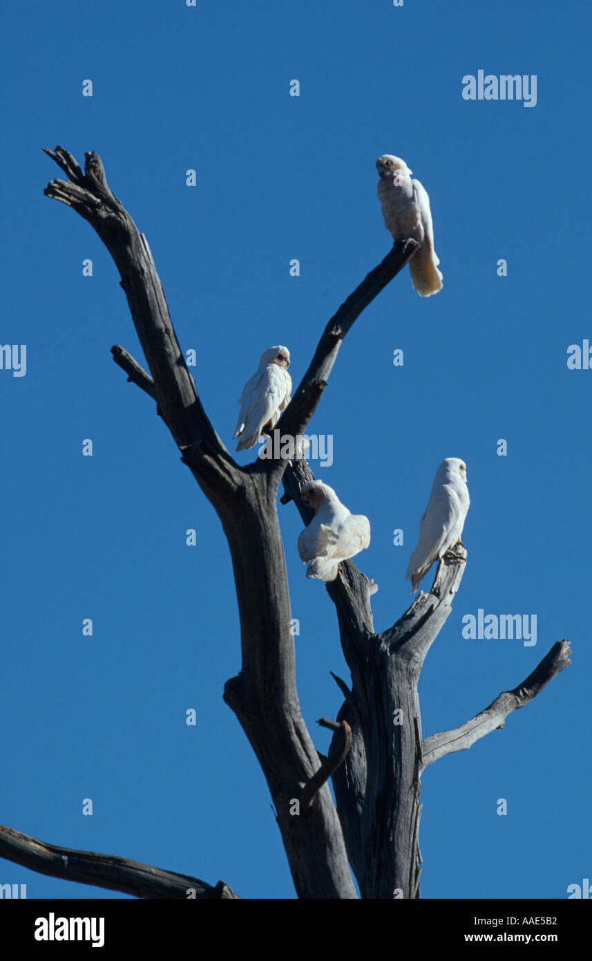 Birds of flinders ranges hi-res stock photography and images - Alamy