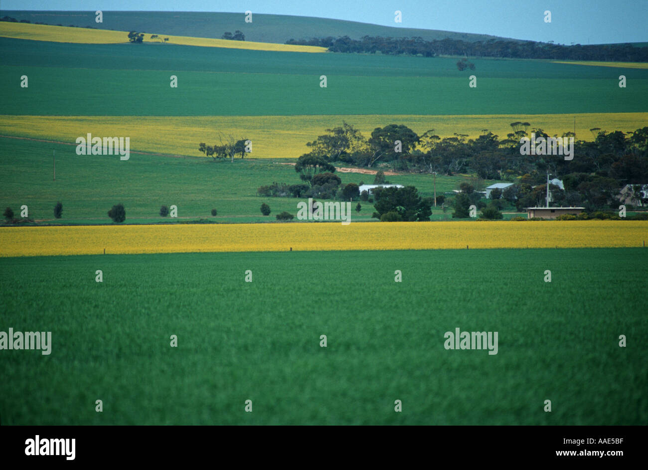 Canola crop growing australia hi-res stock photography and images - Alamy