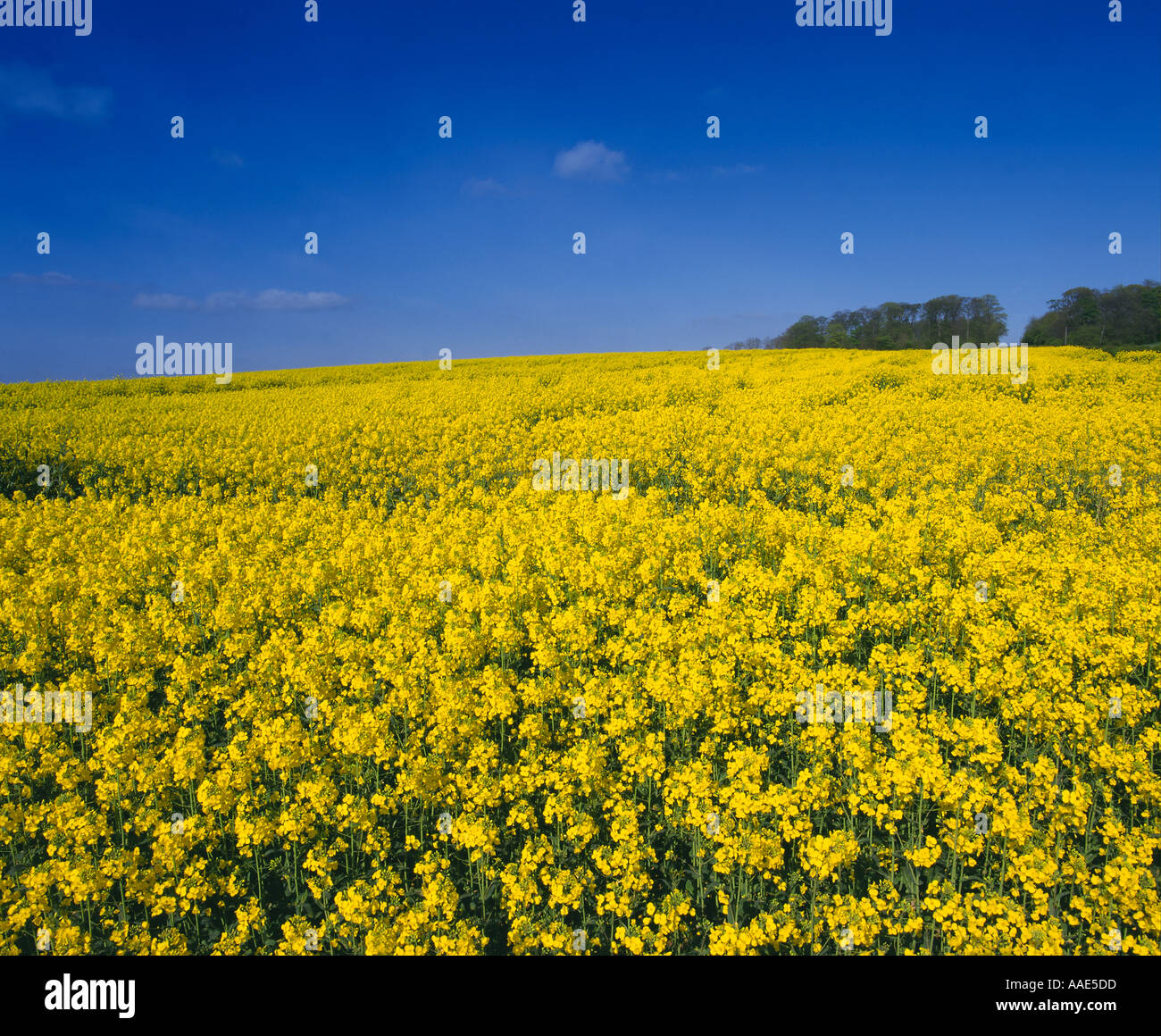 RAPESEED FIELD WITH BLUE SKY Stock Photo - Alamy