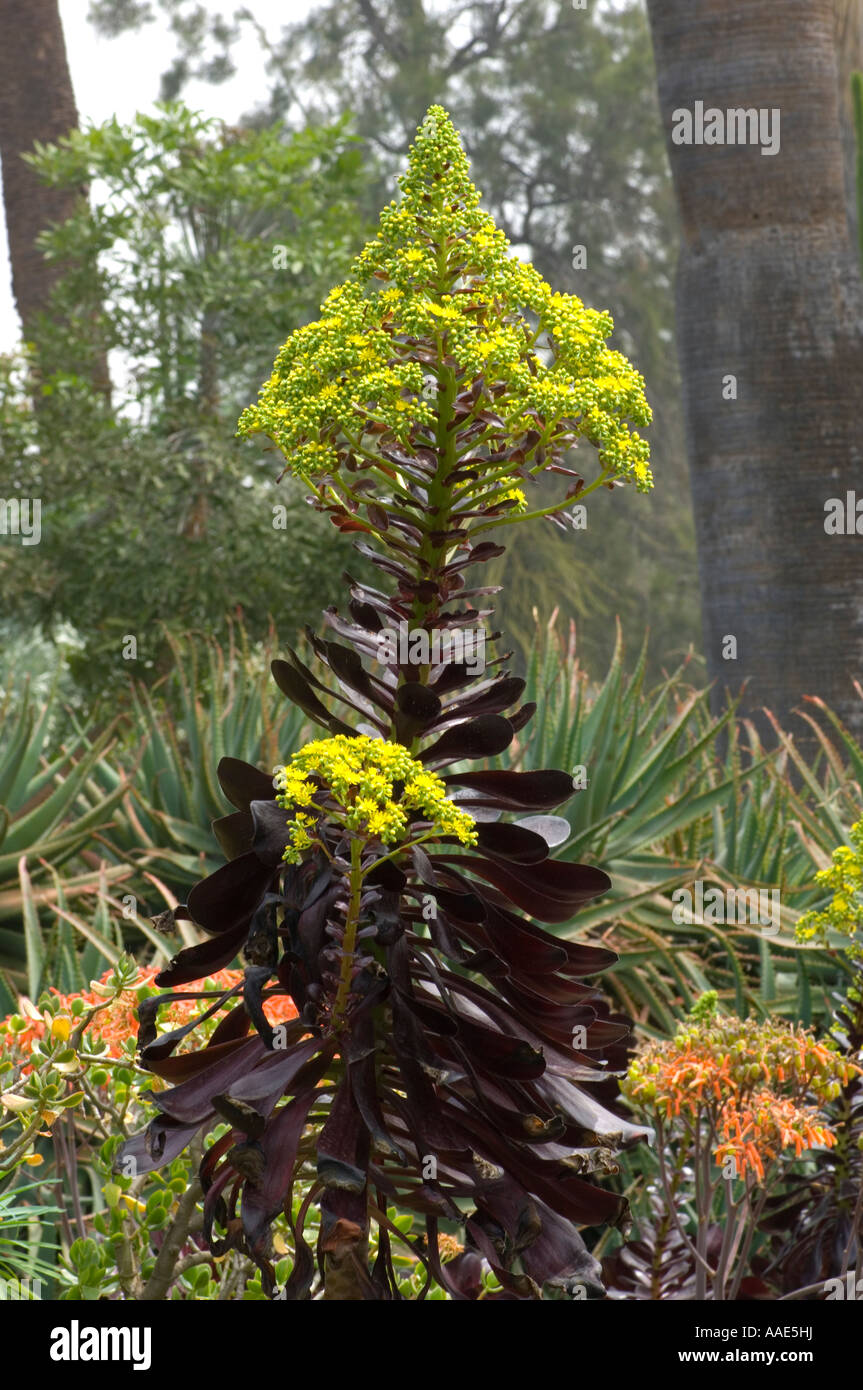 Aeonium Cyclops Flower