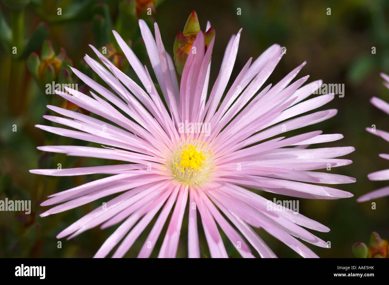 Closeup view of pink ruschia flower succulent plant from South Africa ...