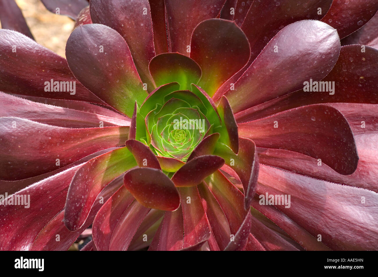 Close view of aeonium cyclops plant Stock Photo - Alamy