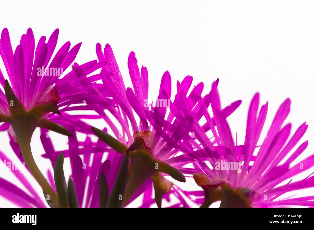 Purple iceplant hi-res stock photography and images - Alamy