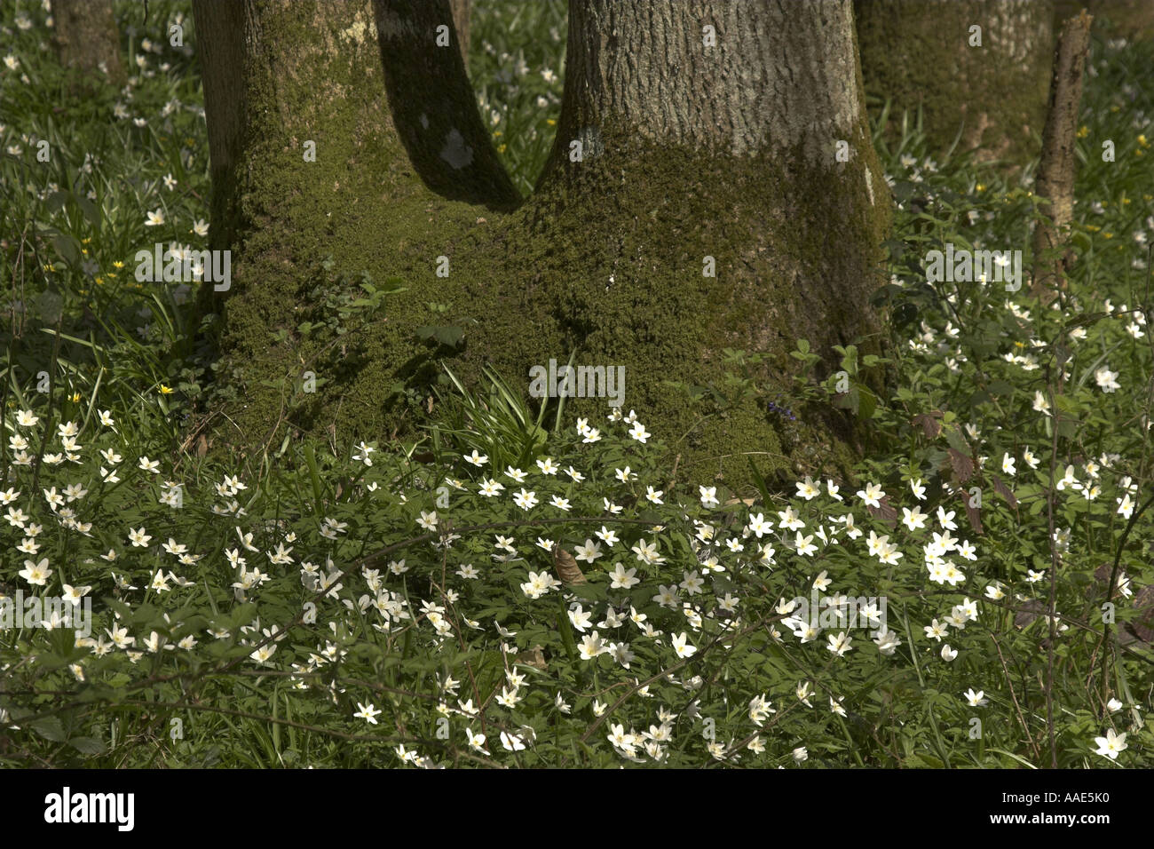 An English woodland scene in spring time - West Sussex, England, UK ...