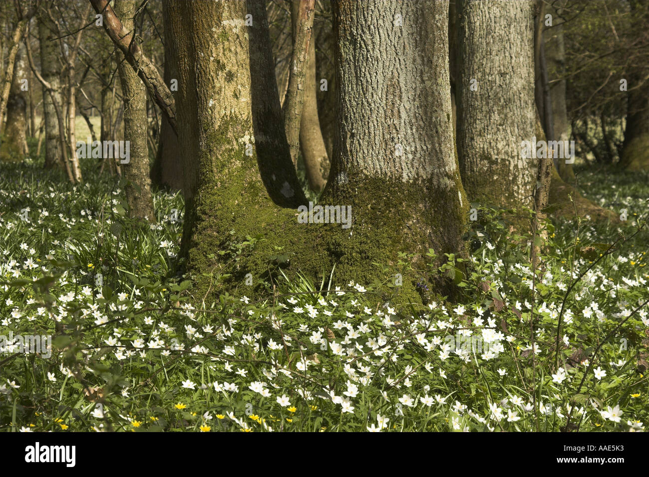 An English woodland scene in spring time - West Sussex, England, UK ...