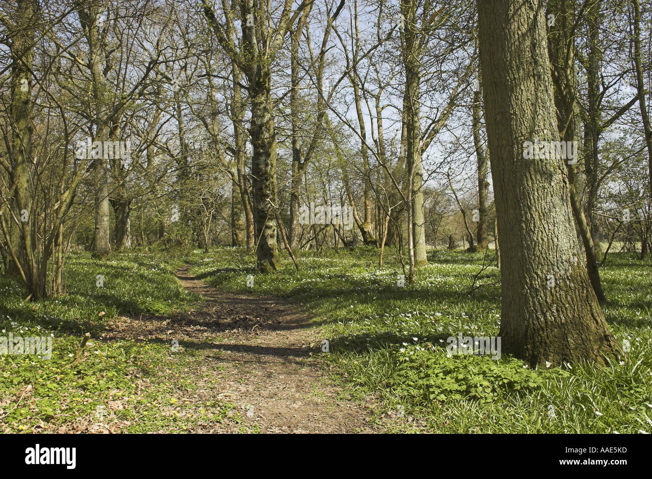 A path through an English wood in spring, West Sussex, England, UK ...