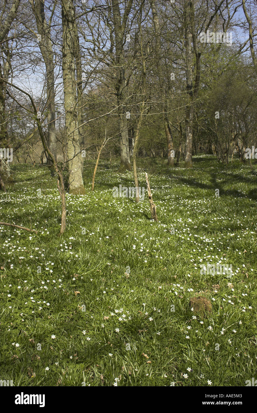 An English woodland scene in spring time - West Sussex, England, UK ...