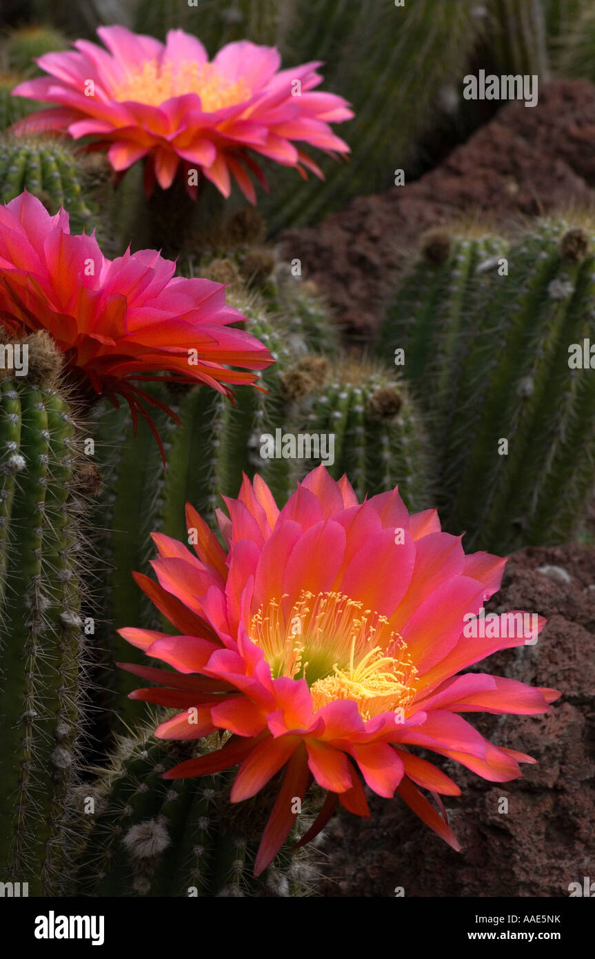 Flying saucer cacti in full bloom Stock Photo - Alamy