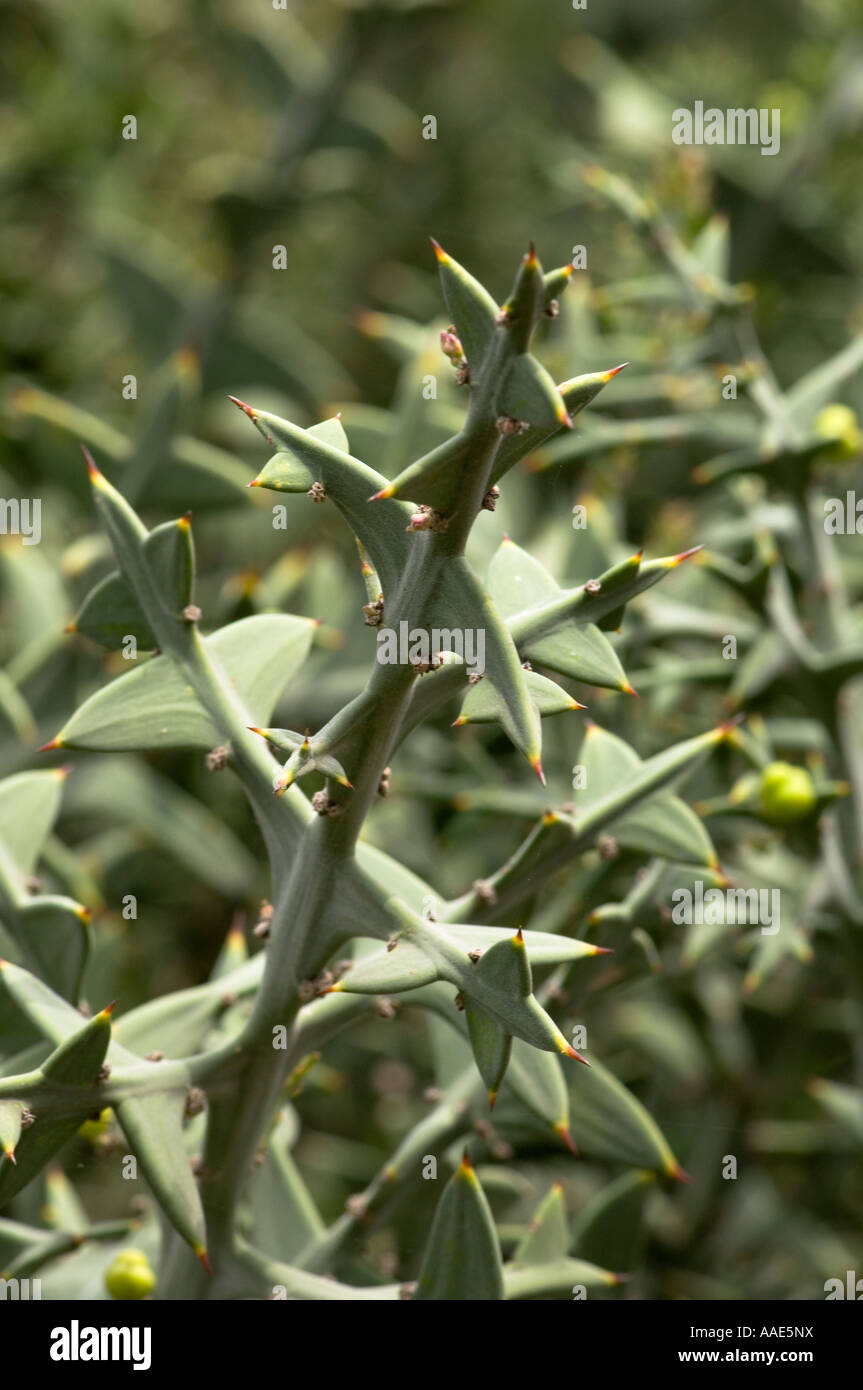 This Thorny bush comes from South America and by the looks of it ...