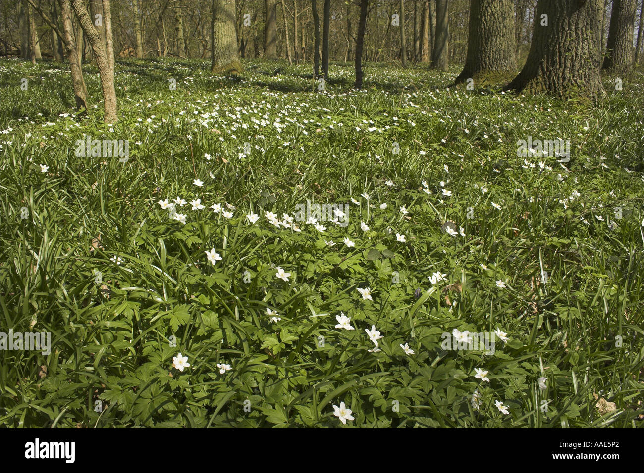 An English woodland scene in spring time - West Sussex, England, UK ...