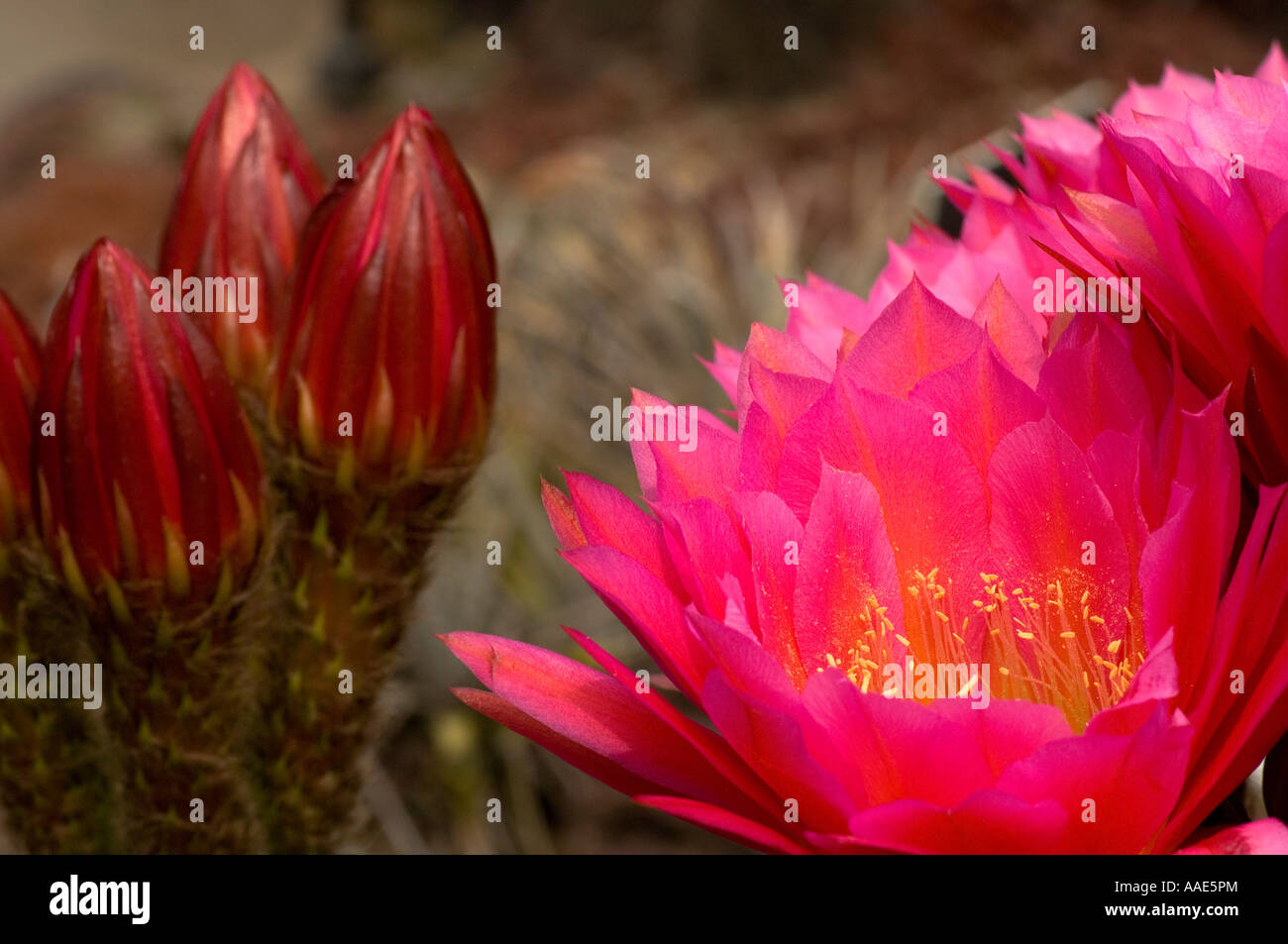 Clusters of red cactus flower in botanical garden California Stock ...