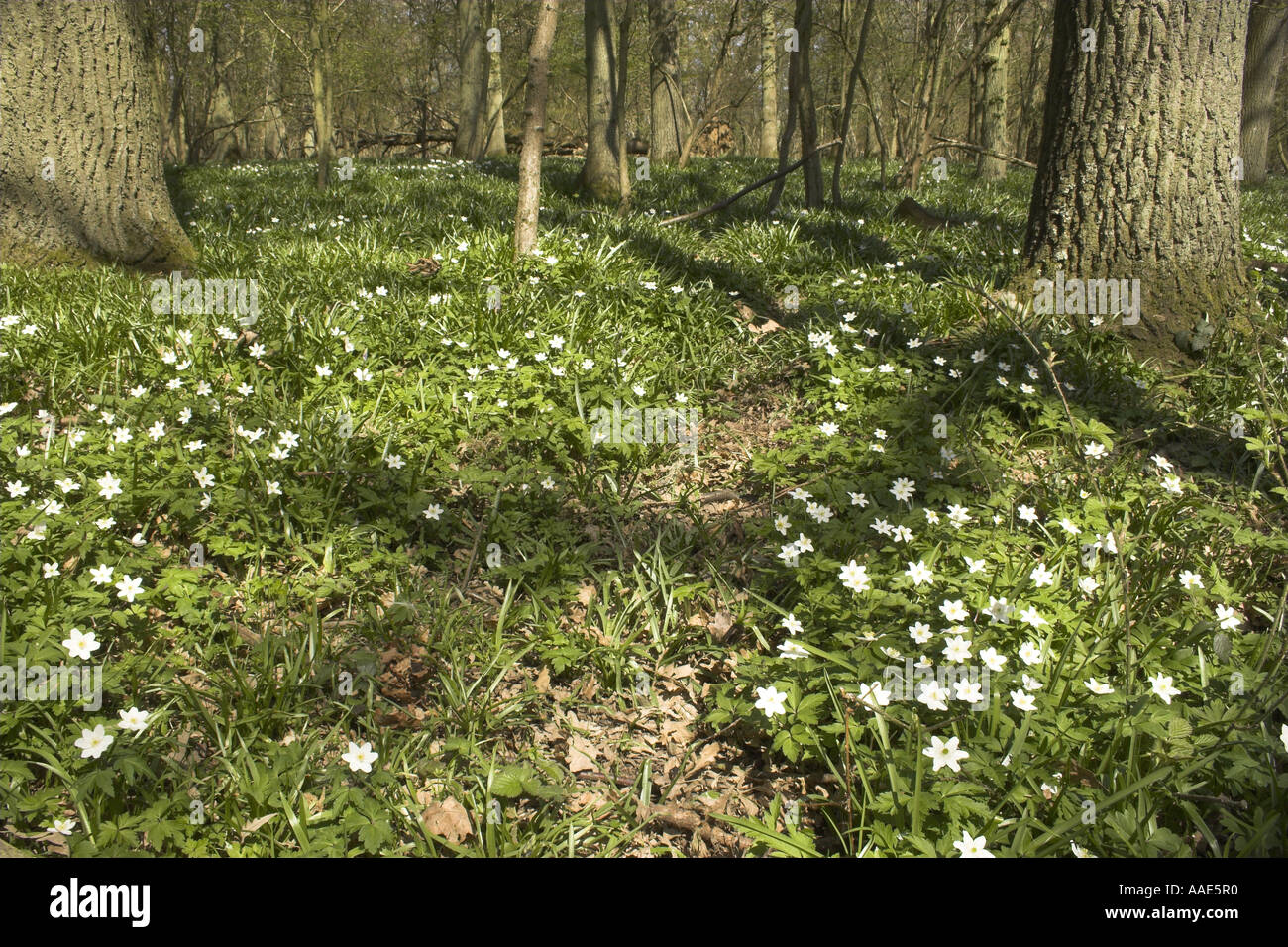 A path through an English wood in spring, West Sussex, England, UK ...
