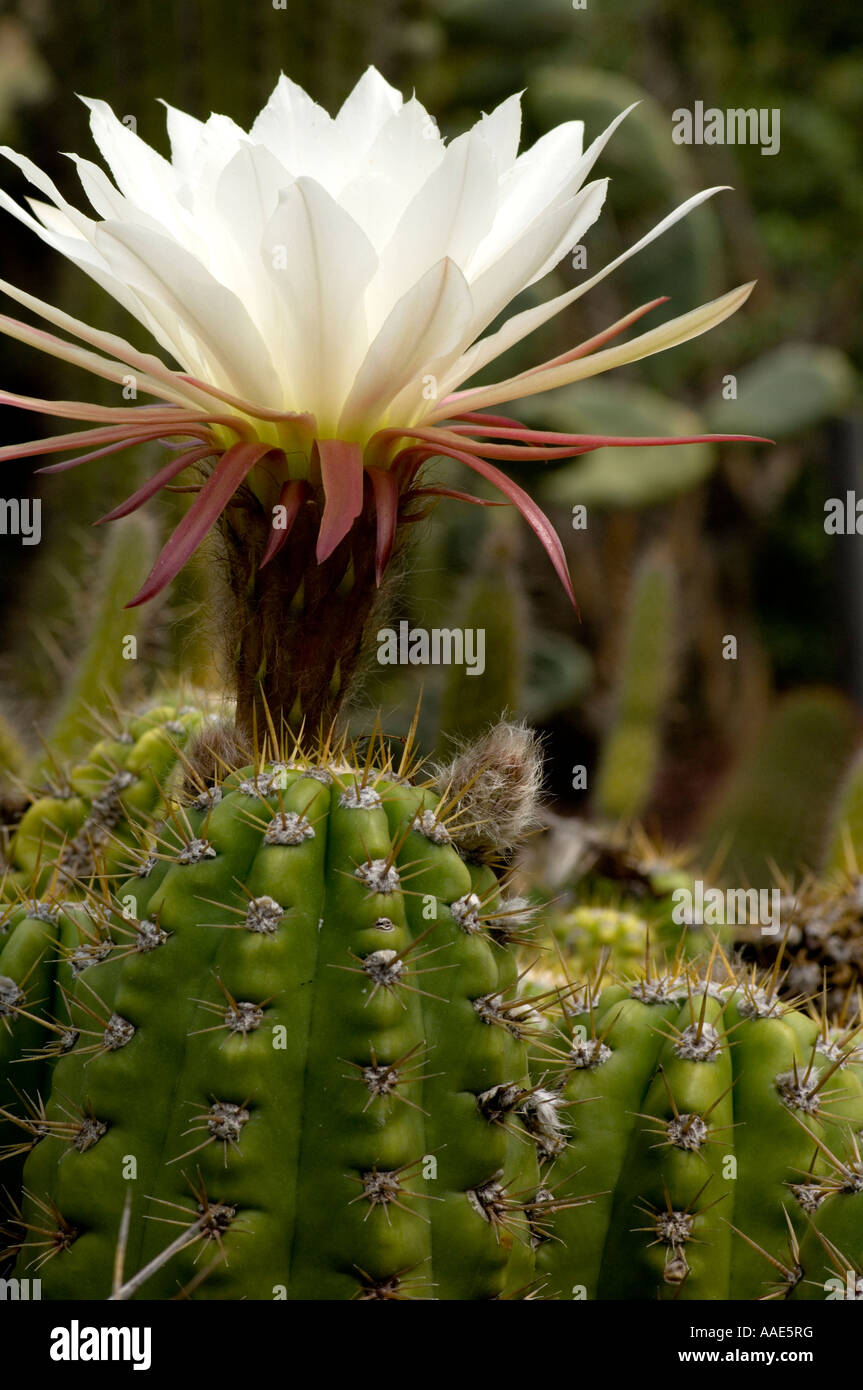 white flowering cactus Stock Photo - Alamy