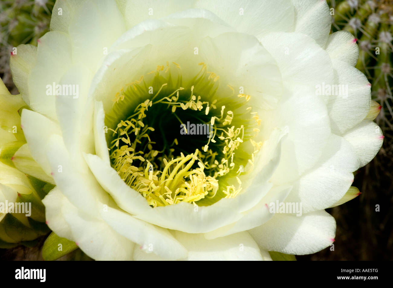 Spring Bloom of a cactus at botanical gardens Stock Photo - Alamy