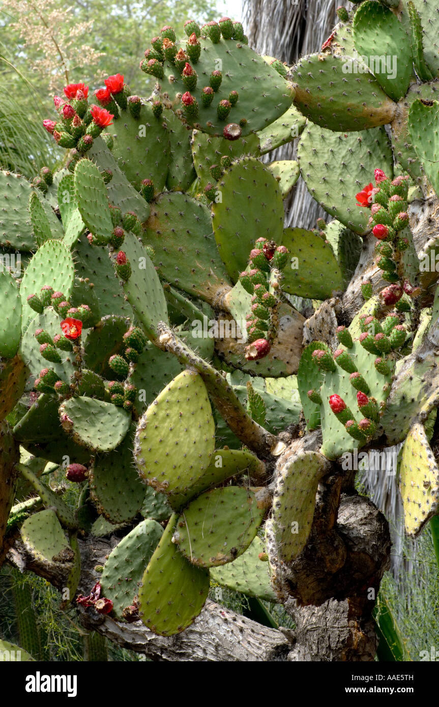Opuntia cactus at the botanical gardens in California Stock Photo - Alamy