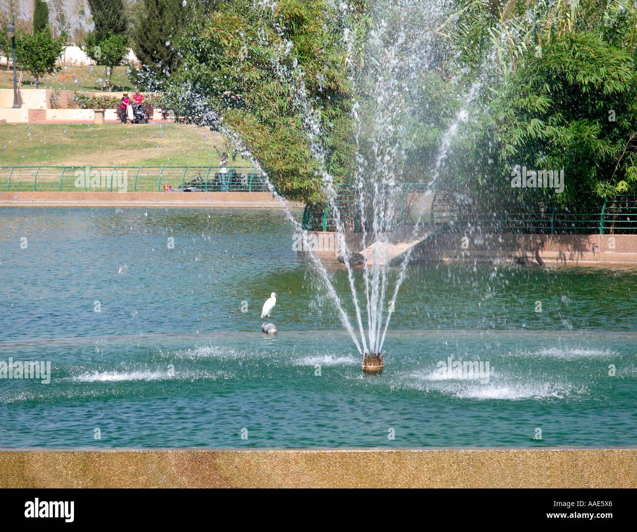 Dilute birds hi-res stock photography and images - Alamy