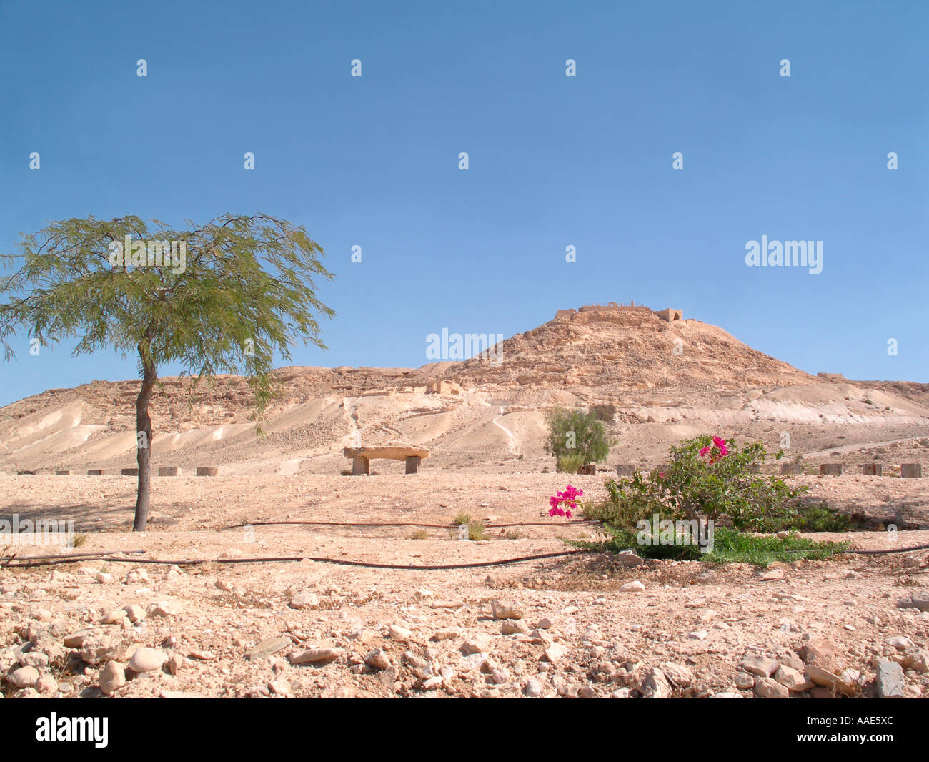 Life in desert Stock Photo - Alamy