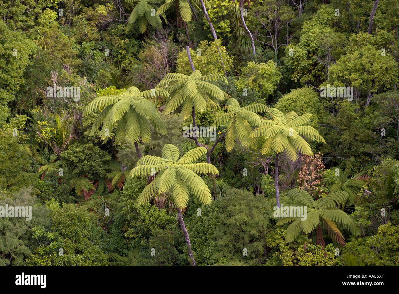 Waitakere Ranges Auckland New Zealand Stock Photo - Alamy