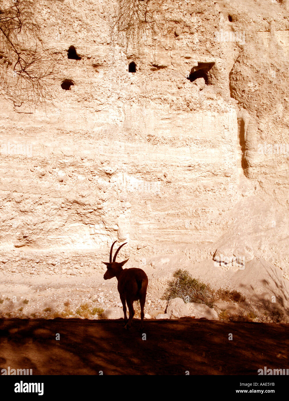 Goat serenity hi-res stock photography and images - Alamy