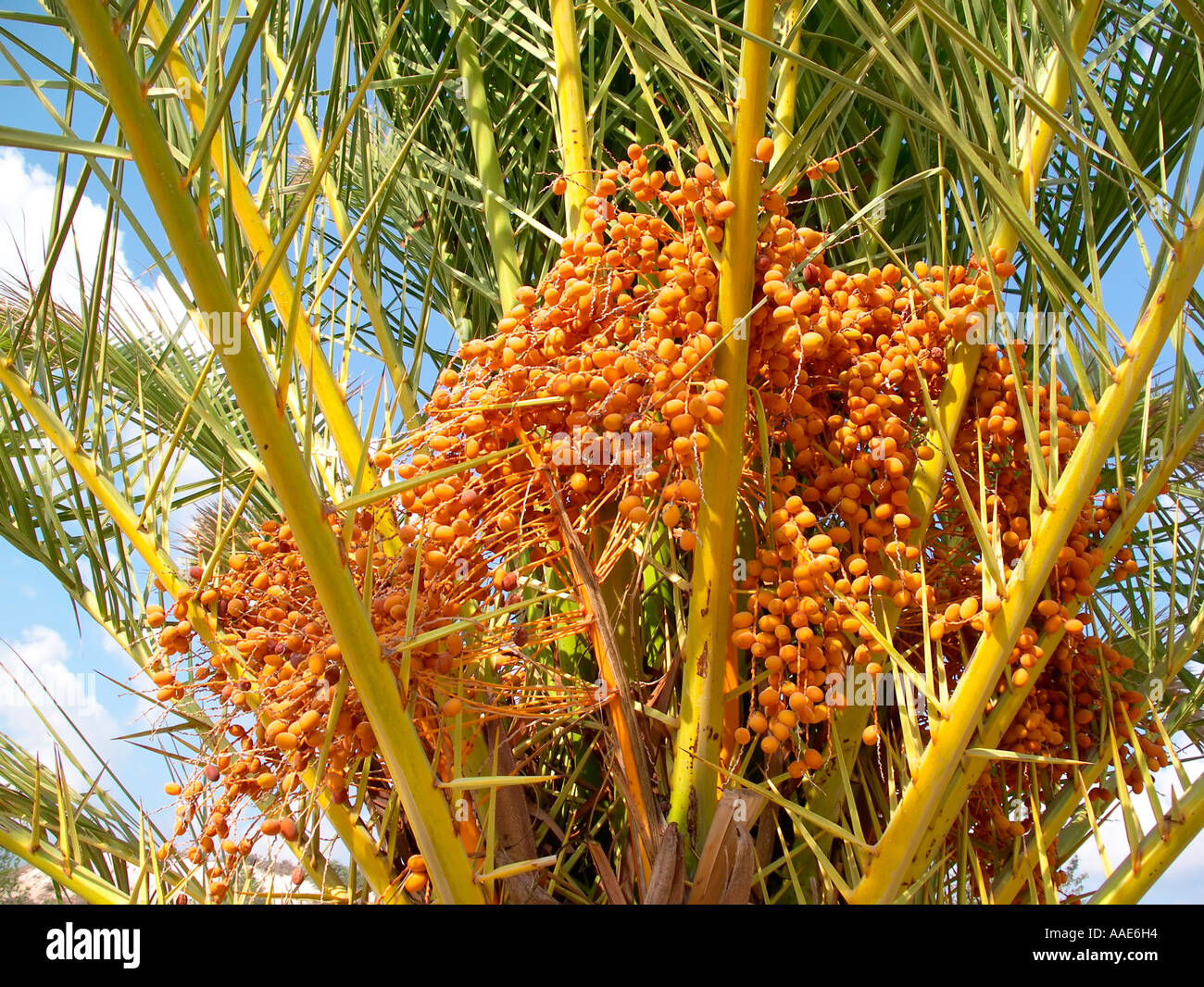 Equator fruits hi-res stock photography and images - Alamy