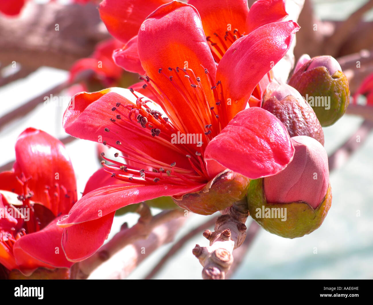 Red flower 1 Stock Photo - Alamy