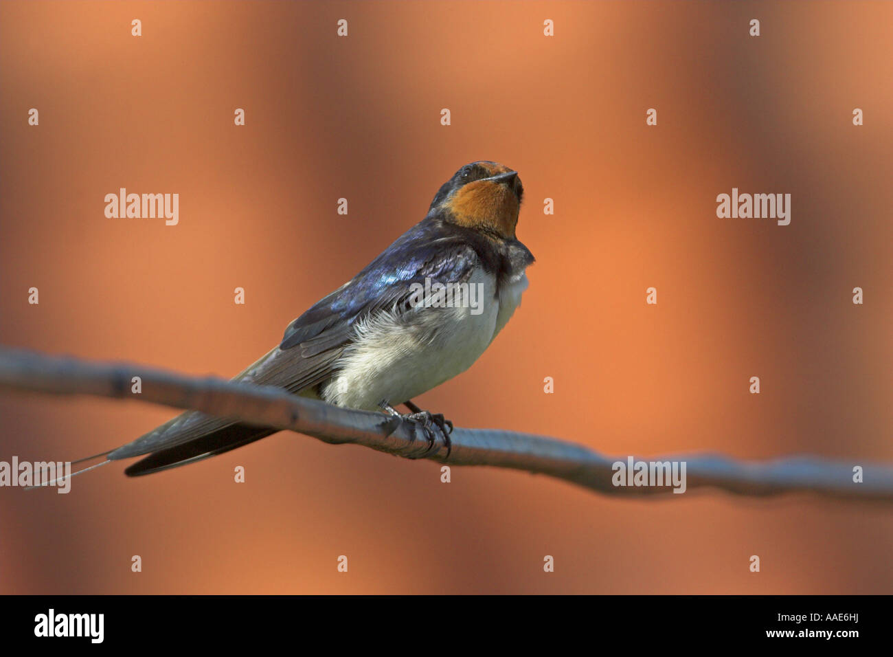 Barn Swallow Hirundo rustica adult male perched on wire looking up with ...