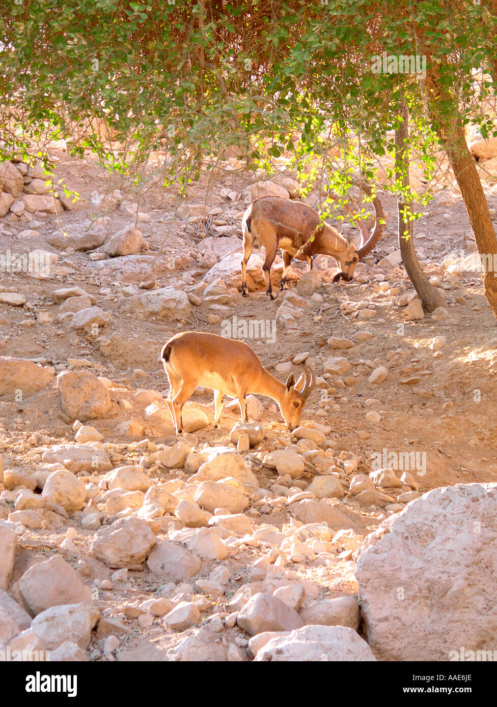Tamed goat hi-res stock photography and images - Alamy