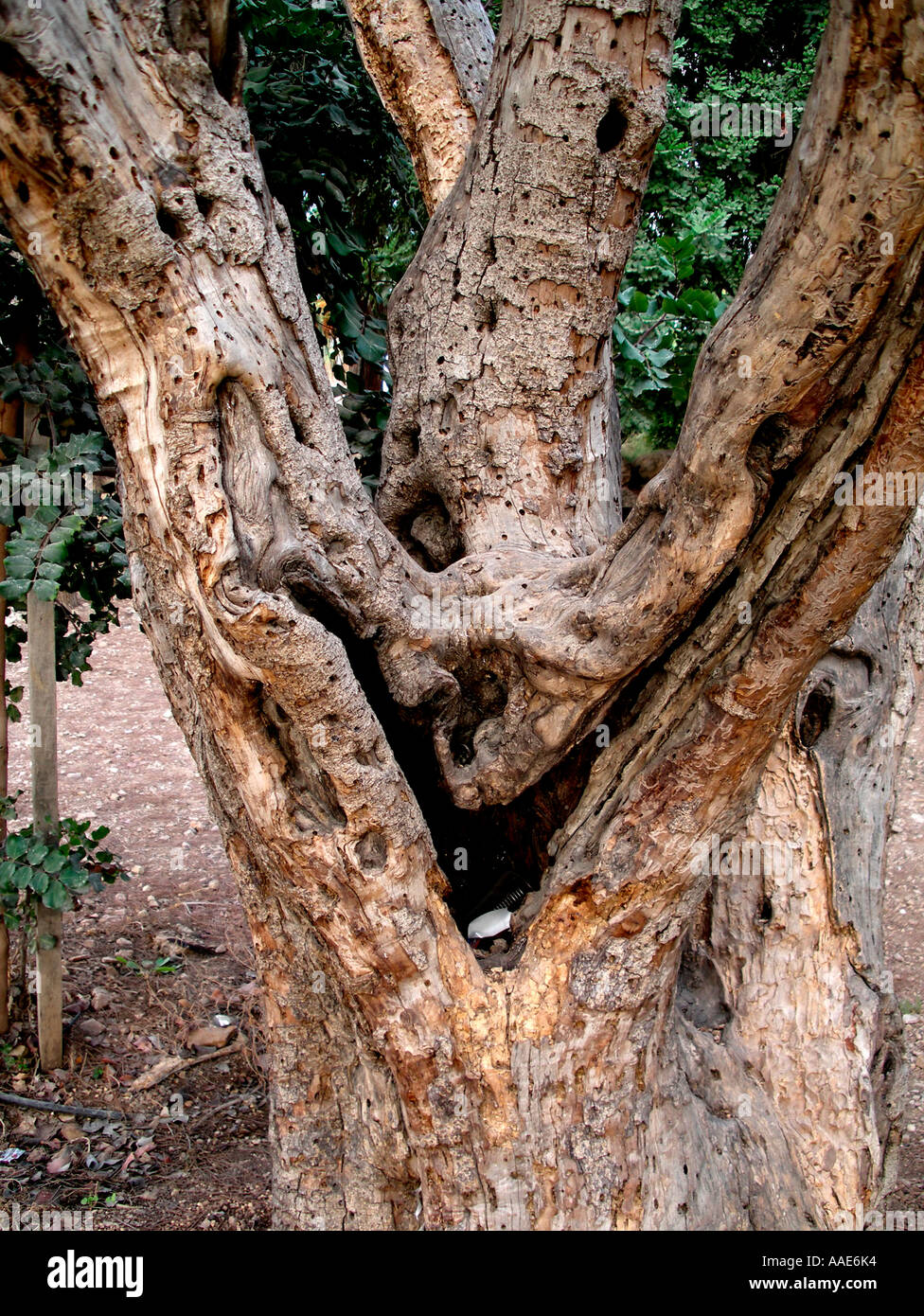 Empty tree limbs hi-res stock photography and images - Alamy