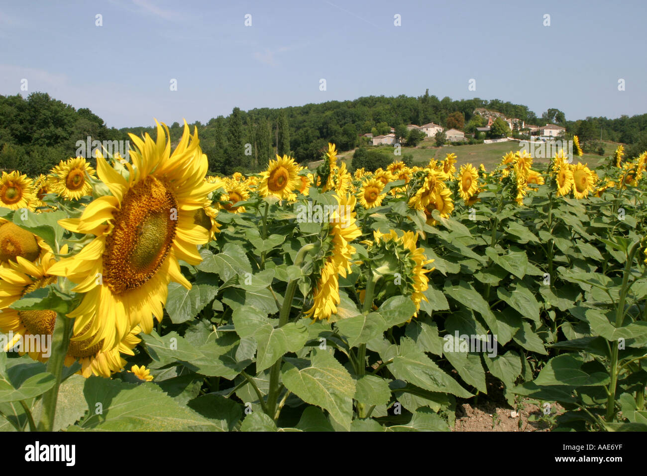 4 sunflowers hi-res stock photography and images - Alamy